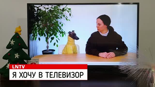 ЧТО ХОЧЕТ ЛЕВРЕТКА?