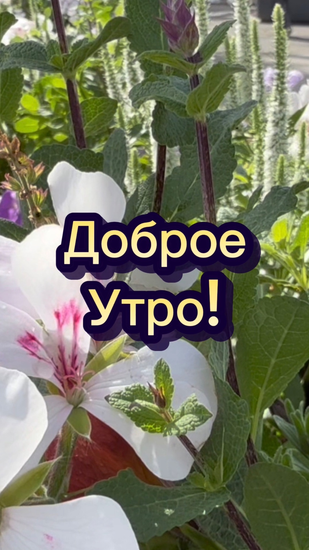 Доброе утро! Песня с добрым утром