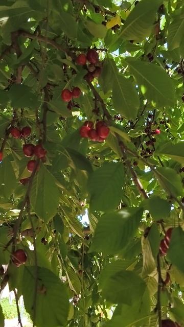 Урожай чешни ,Волшебник не летит)