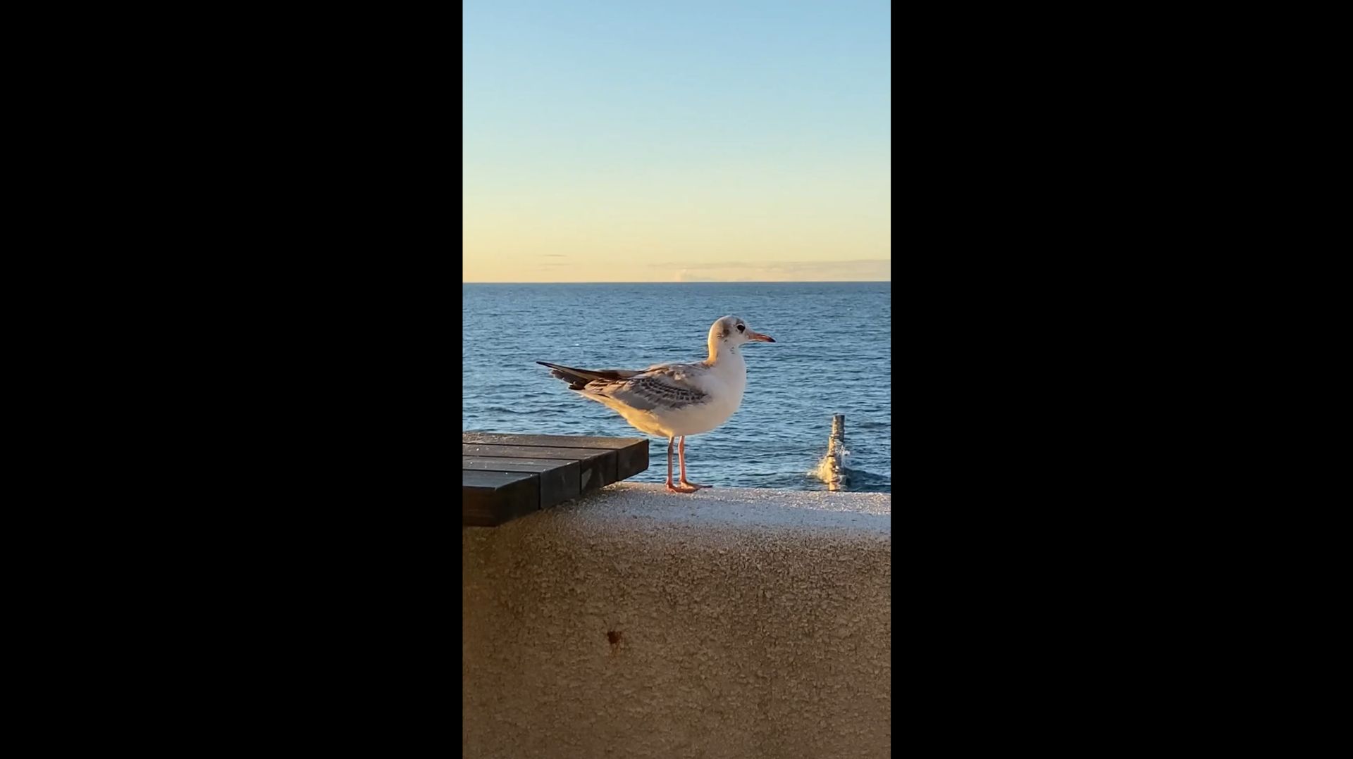Чайка крупным планом (Seagull close-up)