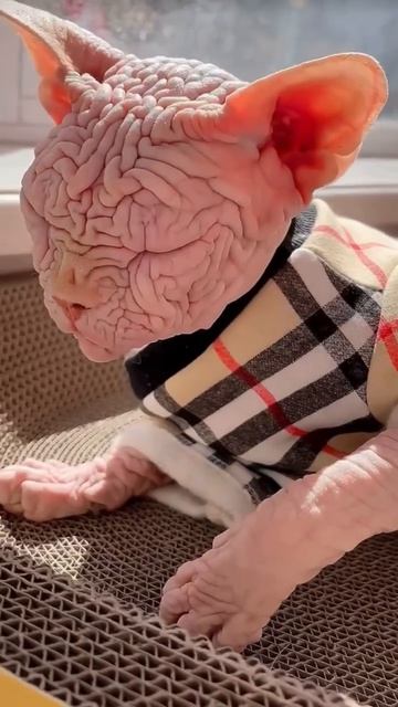 Котомозг 🧠