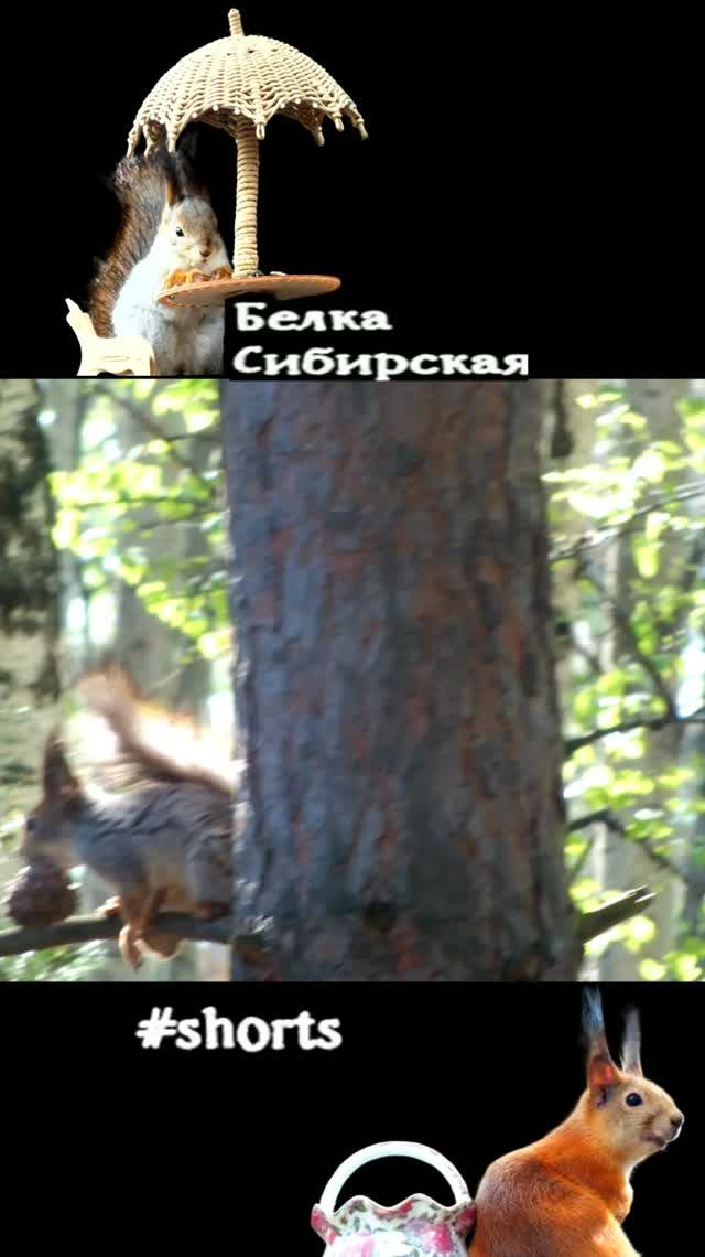 Как самец белки ухаживает за самкой