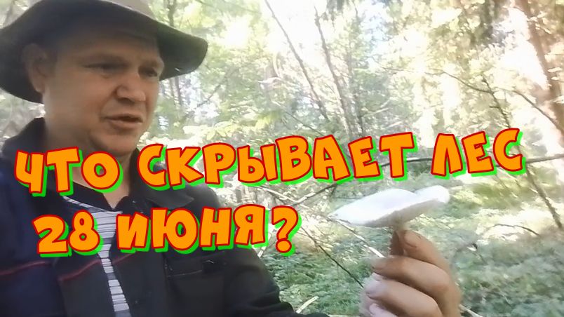 все о грибах