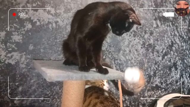 28.06.2026 Котики играют с игрушкой-мышкой с колокольчиком на когтеточке/ Котики играют на когтеточ