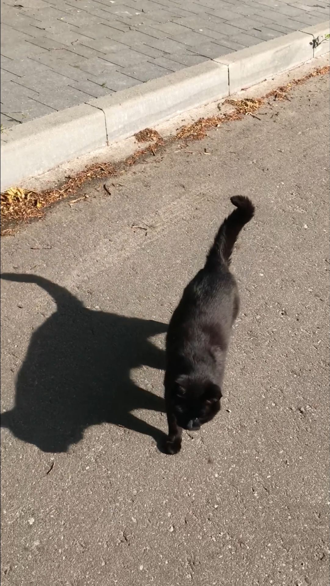 Жил да был черный кот за углом (A black cat)