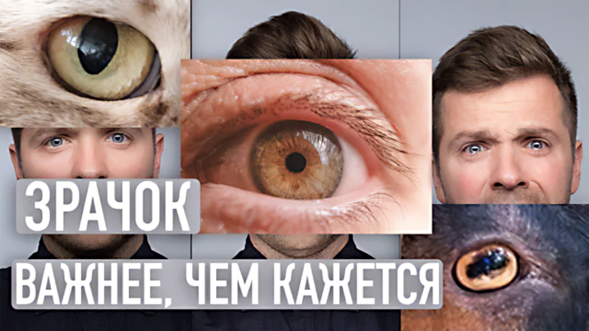 Научпоп