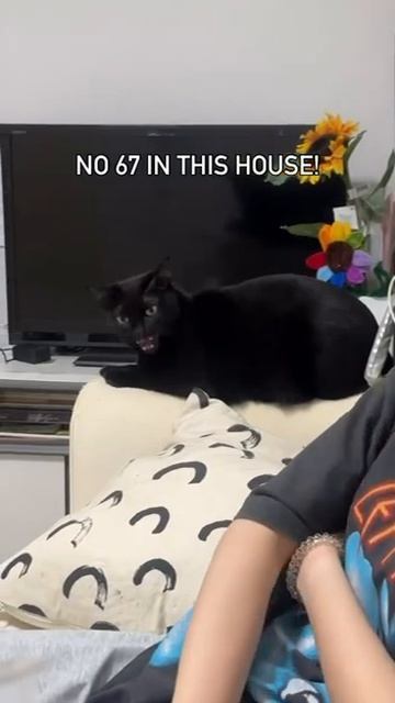 Кошка, которая ненавидит тупые мемы