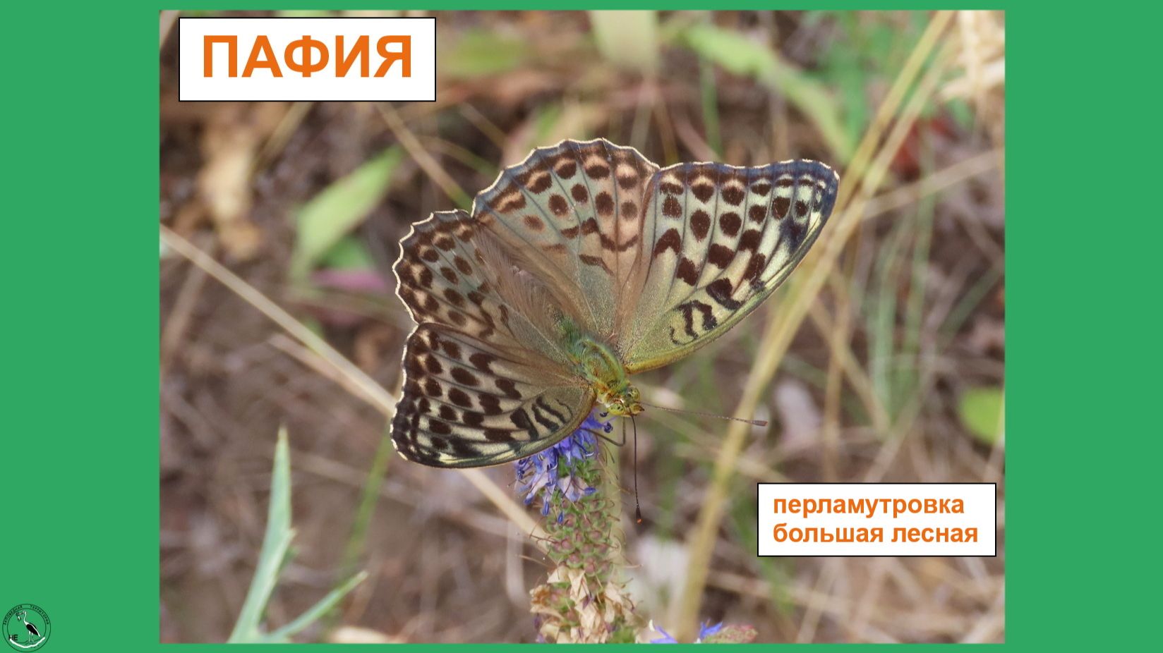 Бабочка перламутровка большая лесная или пафия