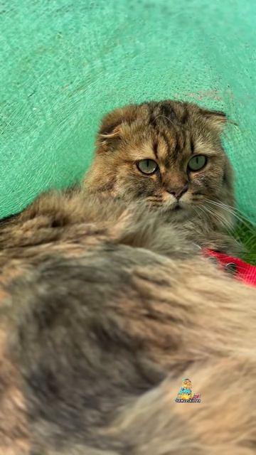 Милота от Самуэля😻