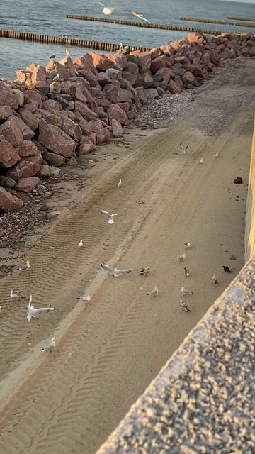 Чайки на берегу Балтики (Seagulls on the Baltic coast)