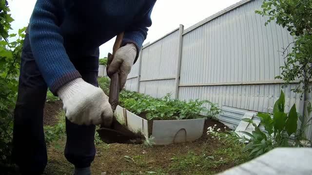 Картошечка растет как на дрожжах.