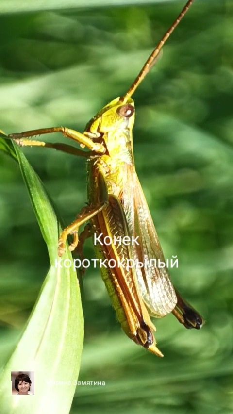 Конек короткокрылый стрекочет.