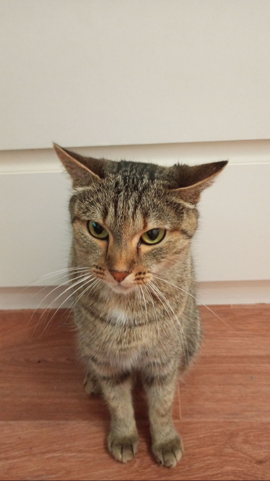 Кошка нюхает мою обувь