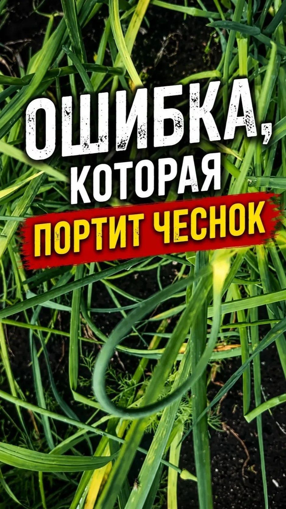 Ошибка, которая портит чеснок! Почему головки не растут крупными?