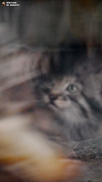 Котёнок манулов Шу и Пепе наблюдает. Ленинградский зоопарк