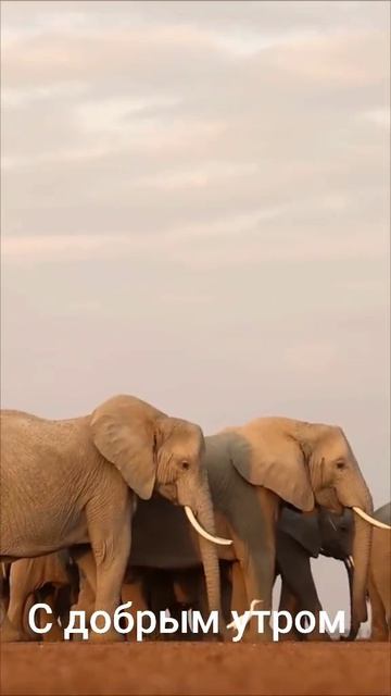 animal