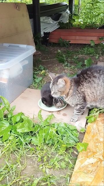 Маруся и её котята.