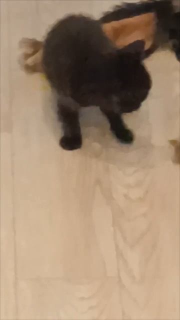 Нападение кота)