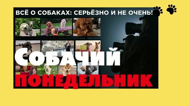 ЗАЧЕМ СОБАКАМ НУЖНЫ ИГРУШКИ?