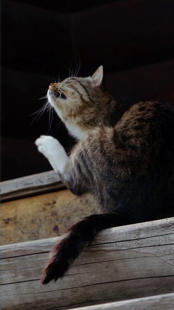 Милый котик