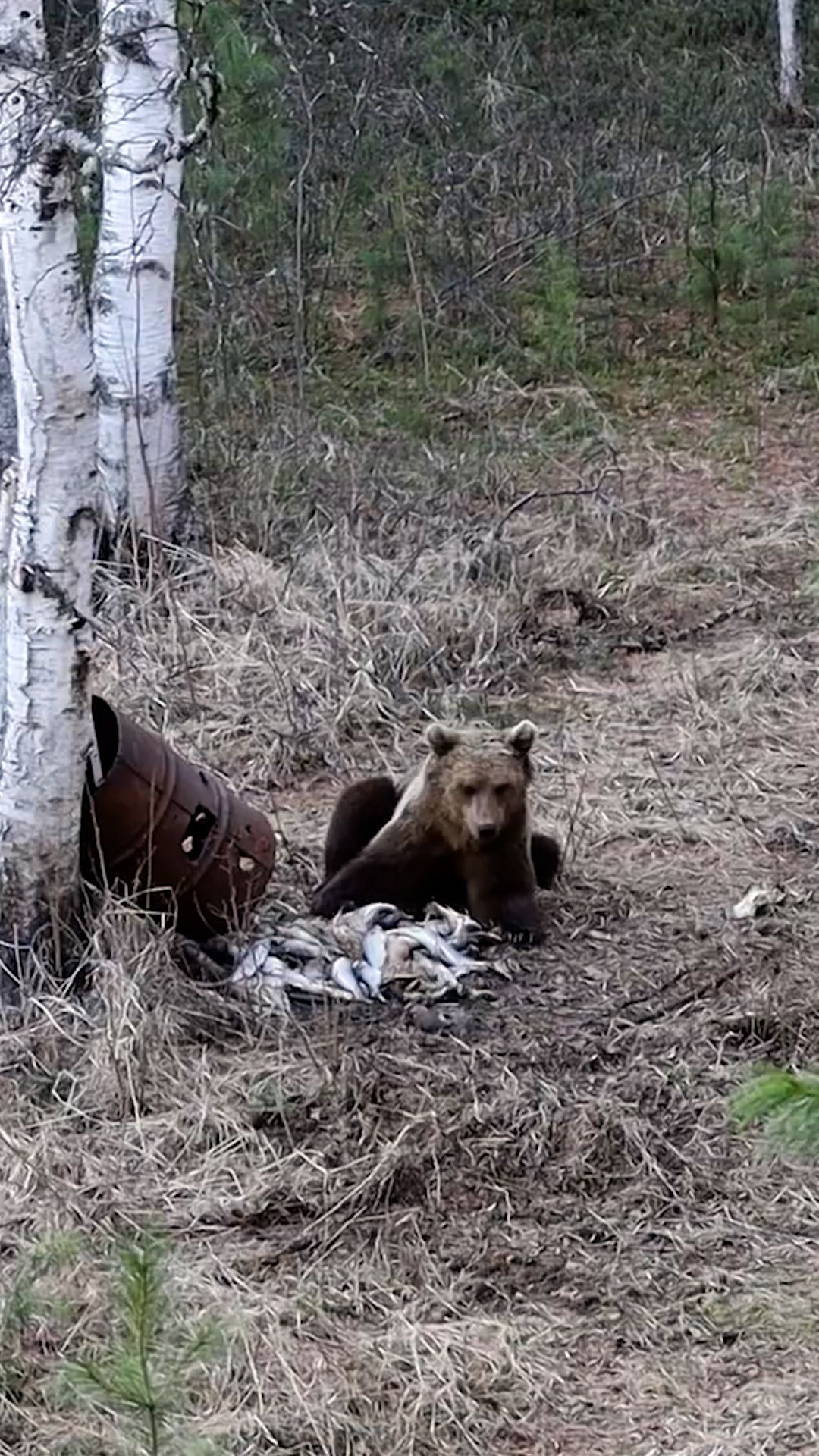 Охота на медведя: 30 дней подготовки и один точный выстрел