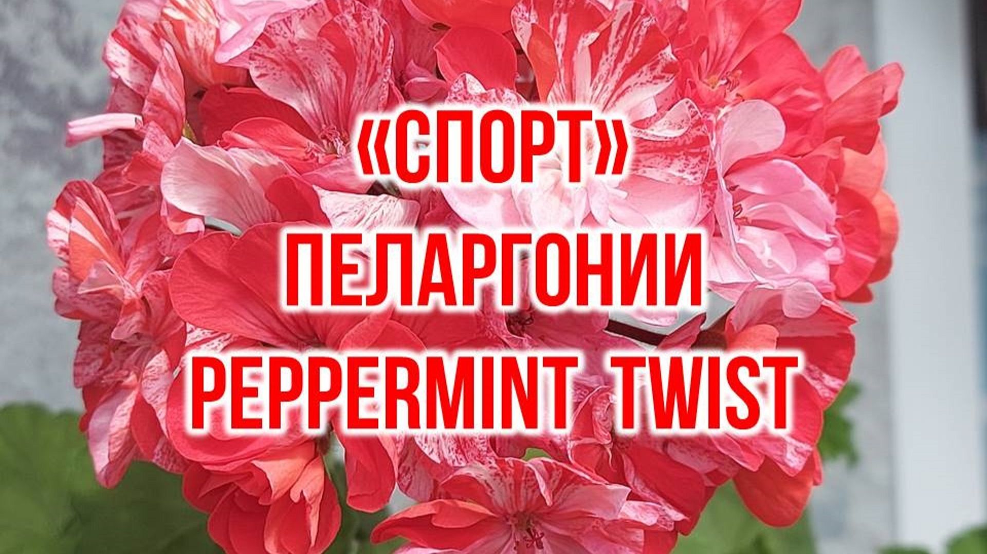 Спорт пеларгонии Peppermint Twist. Выпуск от 28.06.26