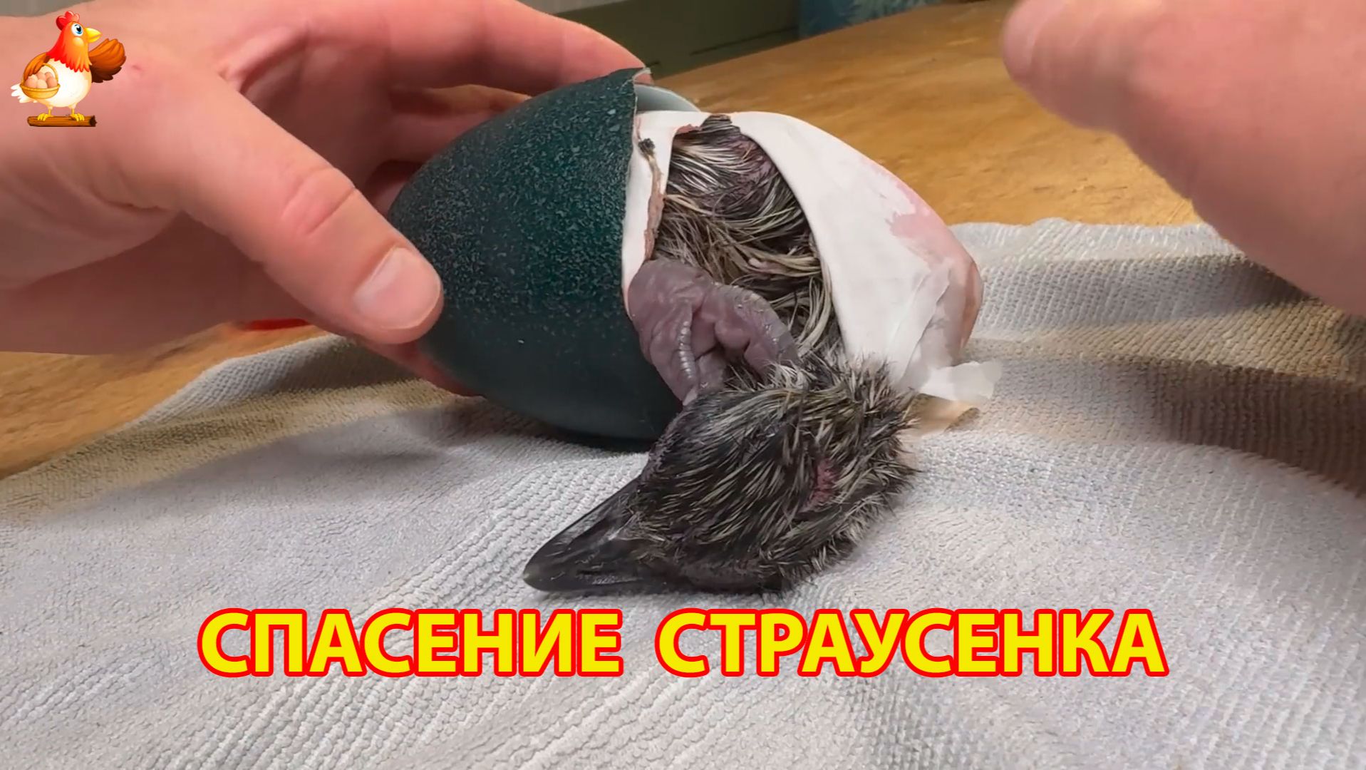 Спасение страусенка эму из яйца, он застрял и не смог сам выбраться