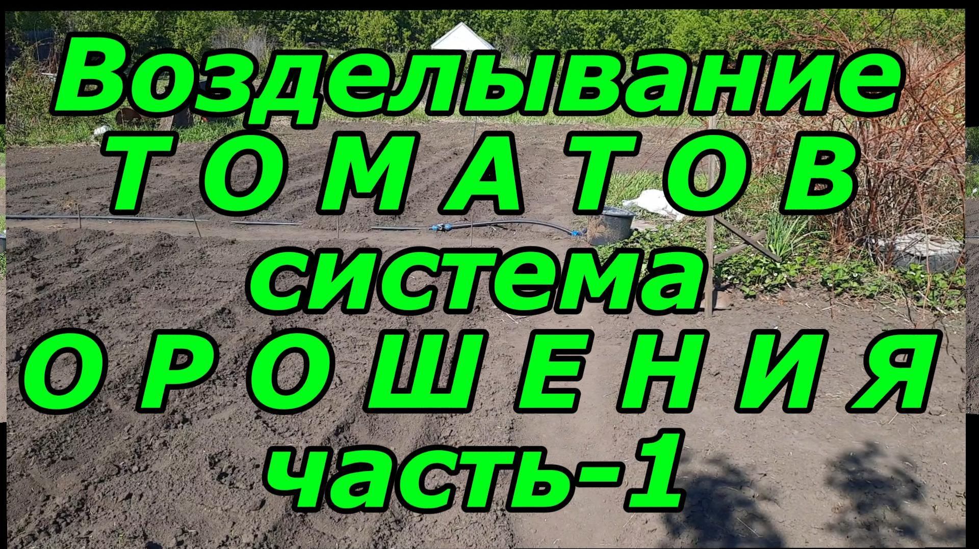 Возделывание Томатов, система Орошения...