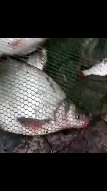 Рыбалка. короткие видео.