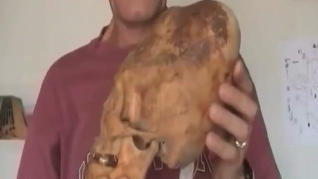 Тайна удлиненных черепов