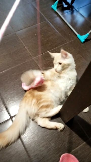 КОТ-ОХОТНИК: Утренняя суета мейн-куна 🐾
