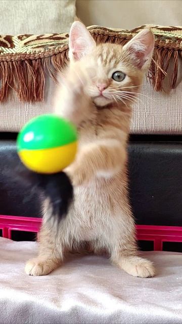 Котенок-волейболист. #котенок