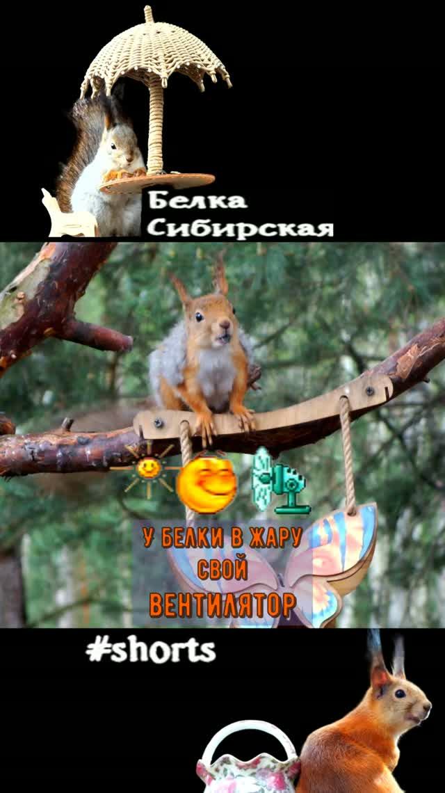 У белки есть хвост вентилятор