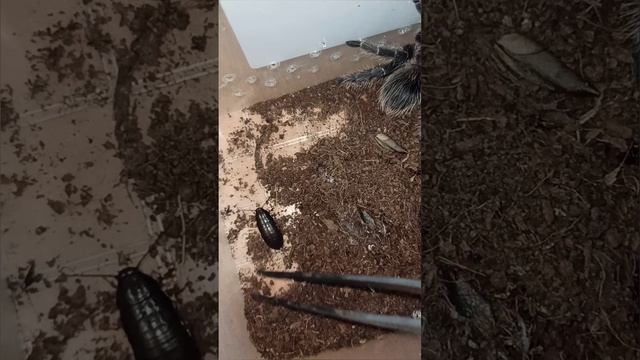 Малыши пауков птицеедов ждут своих владельцев! г.Краснодон
