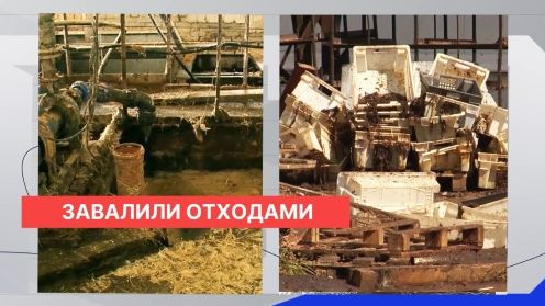 Линдовская птицефабрика доведена до плачевного состояния в условиях острого конфликта