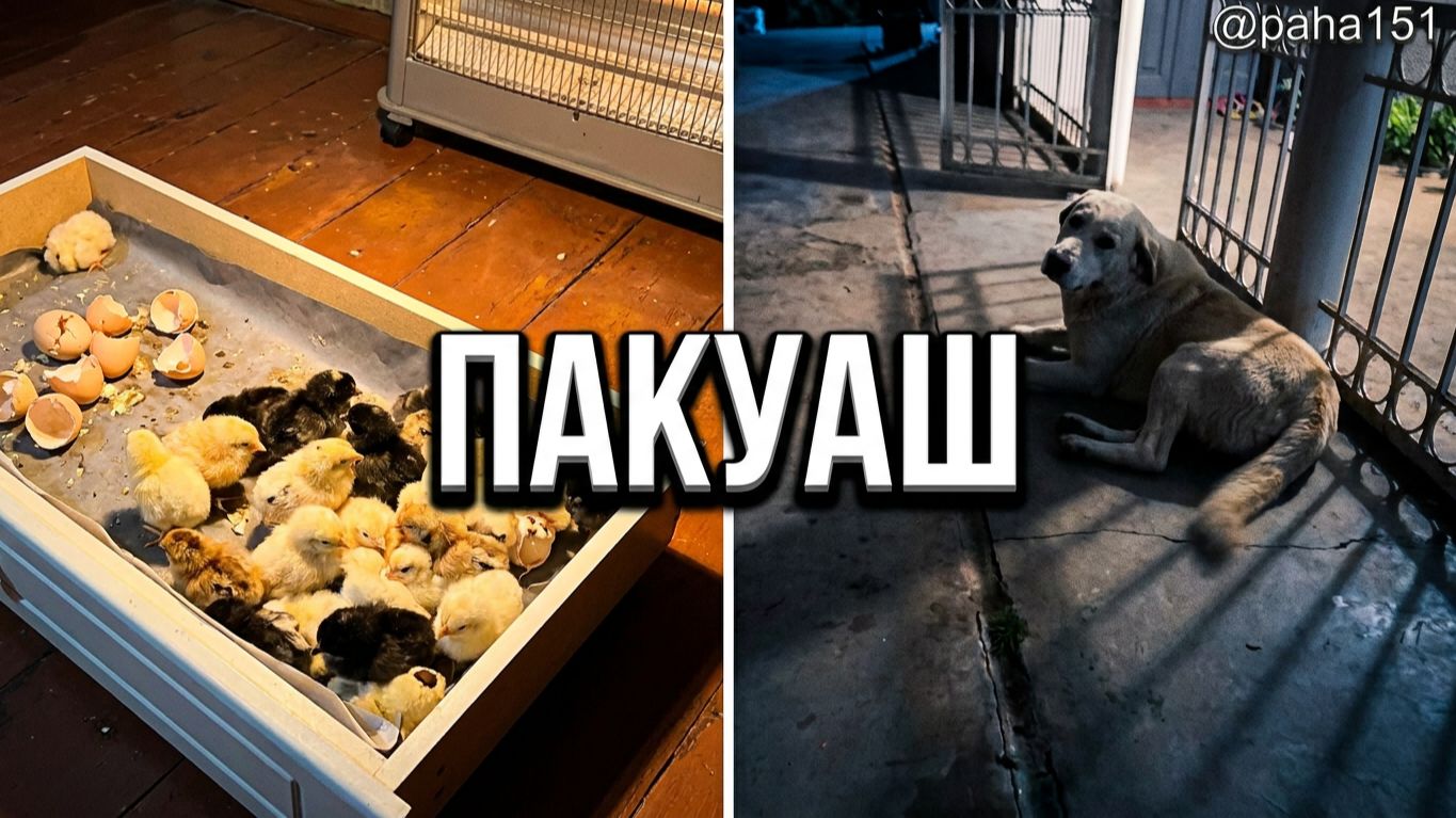 ПАКУАШ // 9-я серия про отпуск 2025