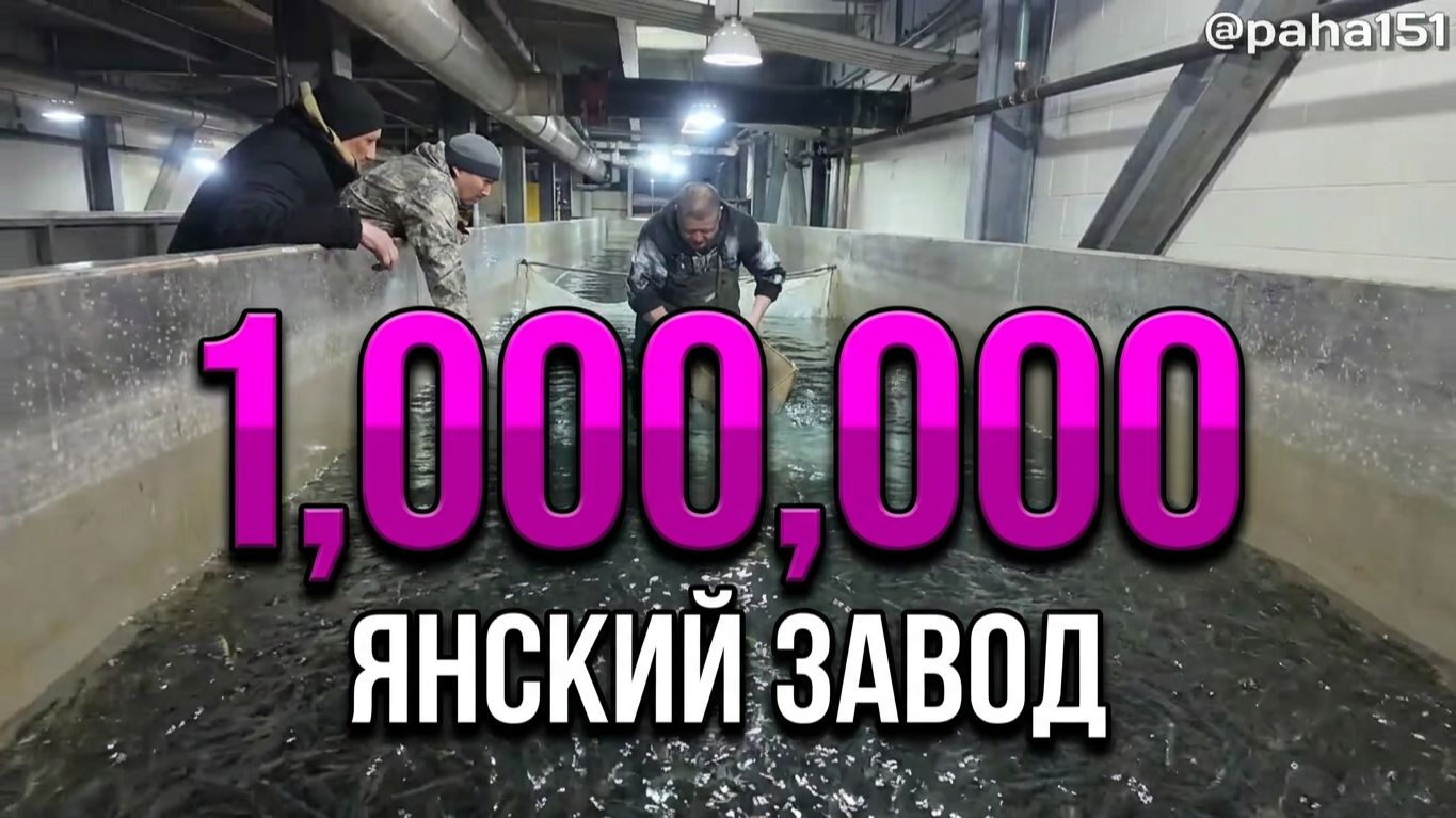 Перевозка и выпуск мальков с Янского завода в Колымское водохранилище