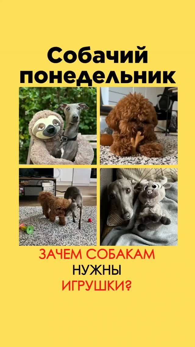 ЗАЧЕМ СОБАКАМ НУЖНЫ ИГРУШКИ?