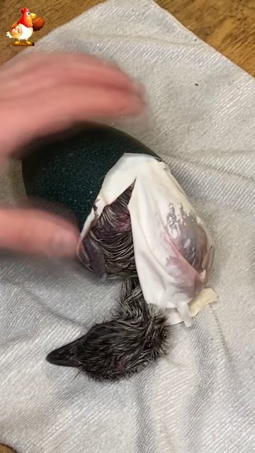 Спасение страусенка из яйца
