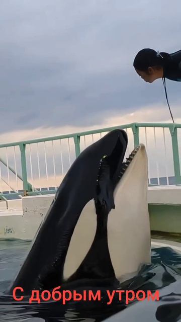 animal
