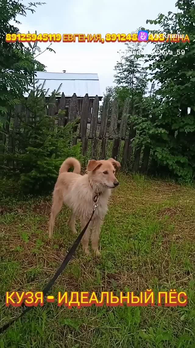 Знакомьтесь — Кузя! Пёс, который очень ждёт своего дома