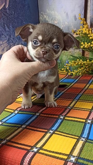 Скидка до 08/07/26 Зяма #купить_щенка_чихуахуа_продаю +79215950848