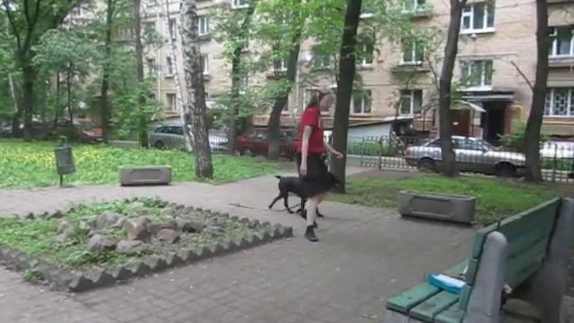 Кане корсо, ОКД