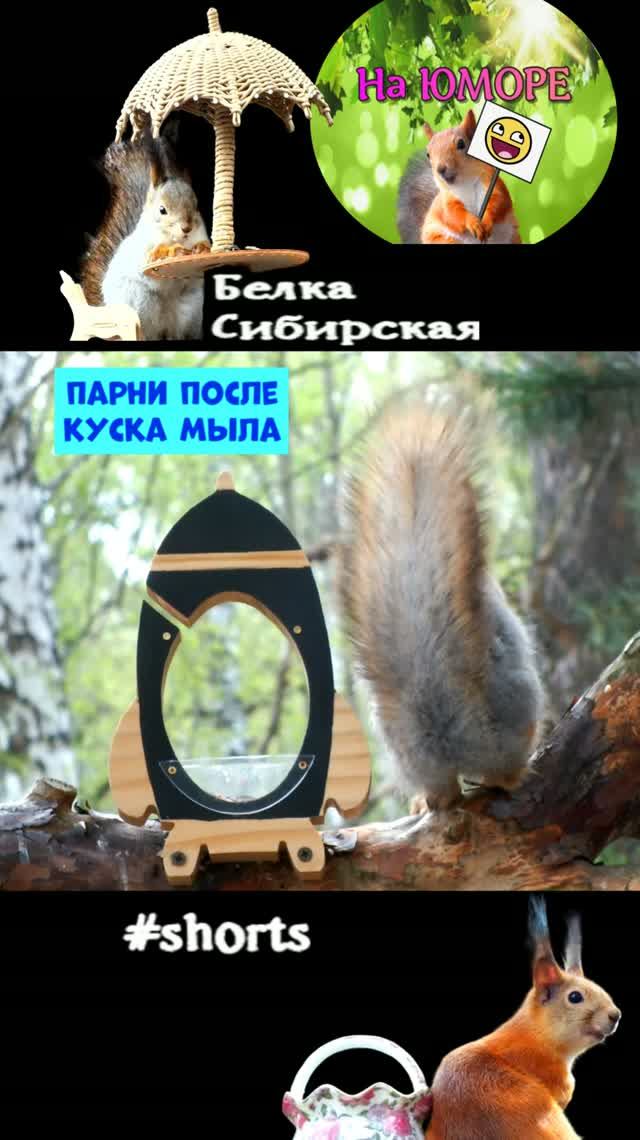 И у белок разные хвосты