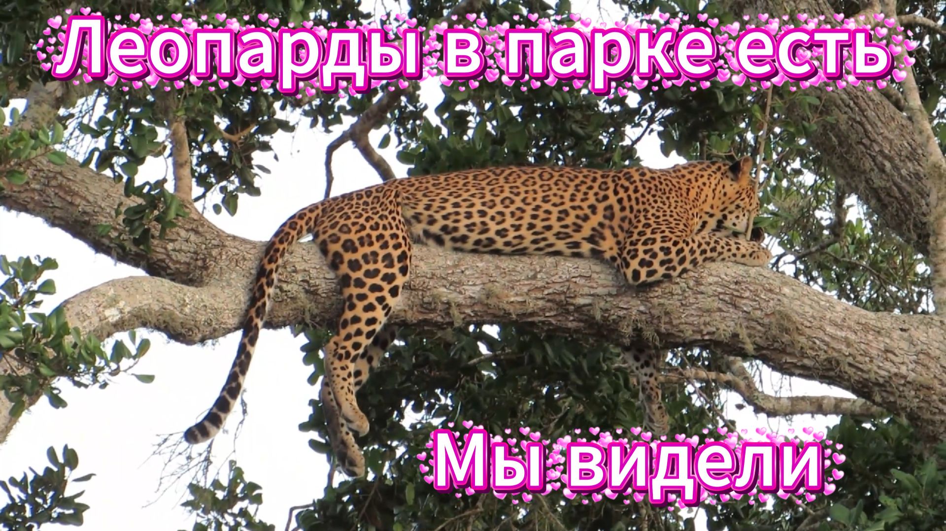 Национальный парк Яла Шри-Ланка
