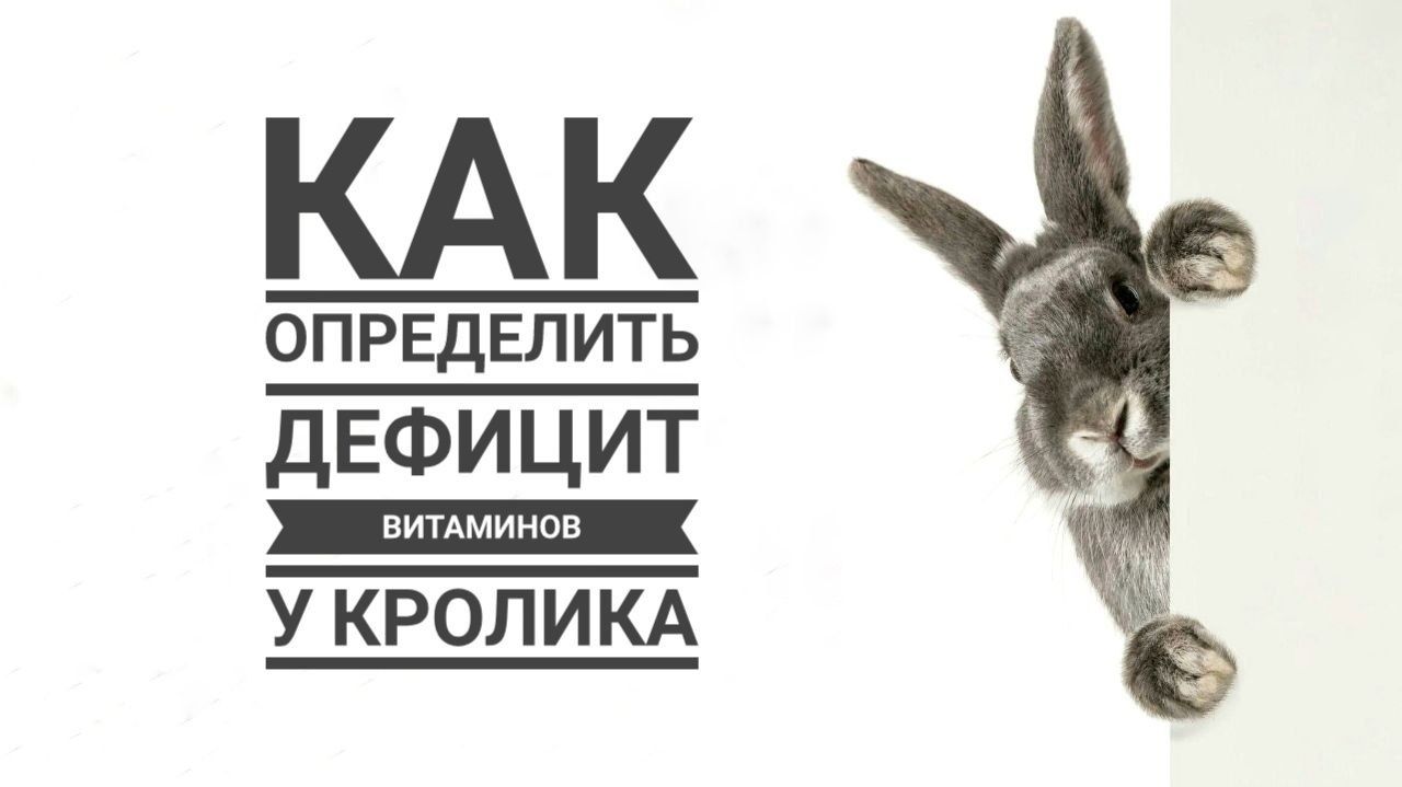Как распознать дефицит витаминов у кролика