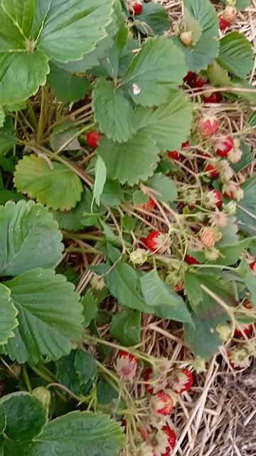 Клубника🍓. 28 июня.