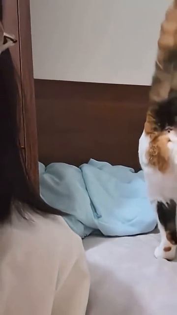cat cute reaction after kiss😂🤣😘#cats #reaction(1)
