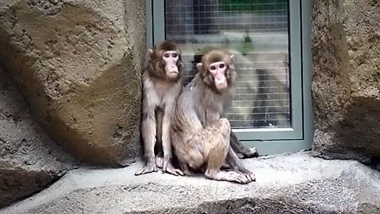 Японские макаки вышли в уличный вольер и знакомятся с новой территорией.