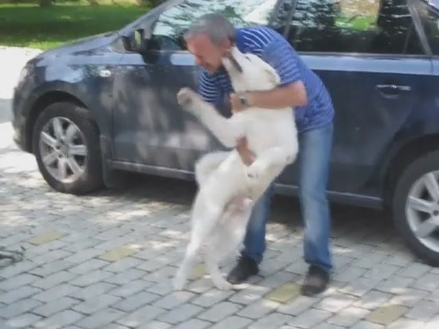 Собака встречает кинолога